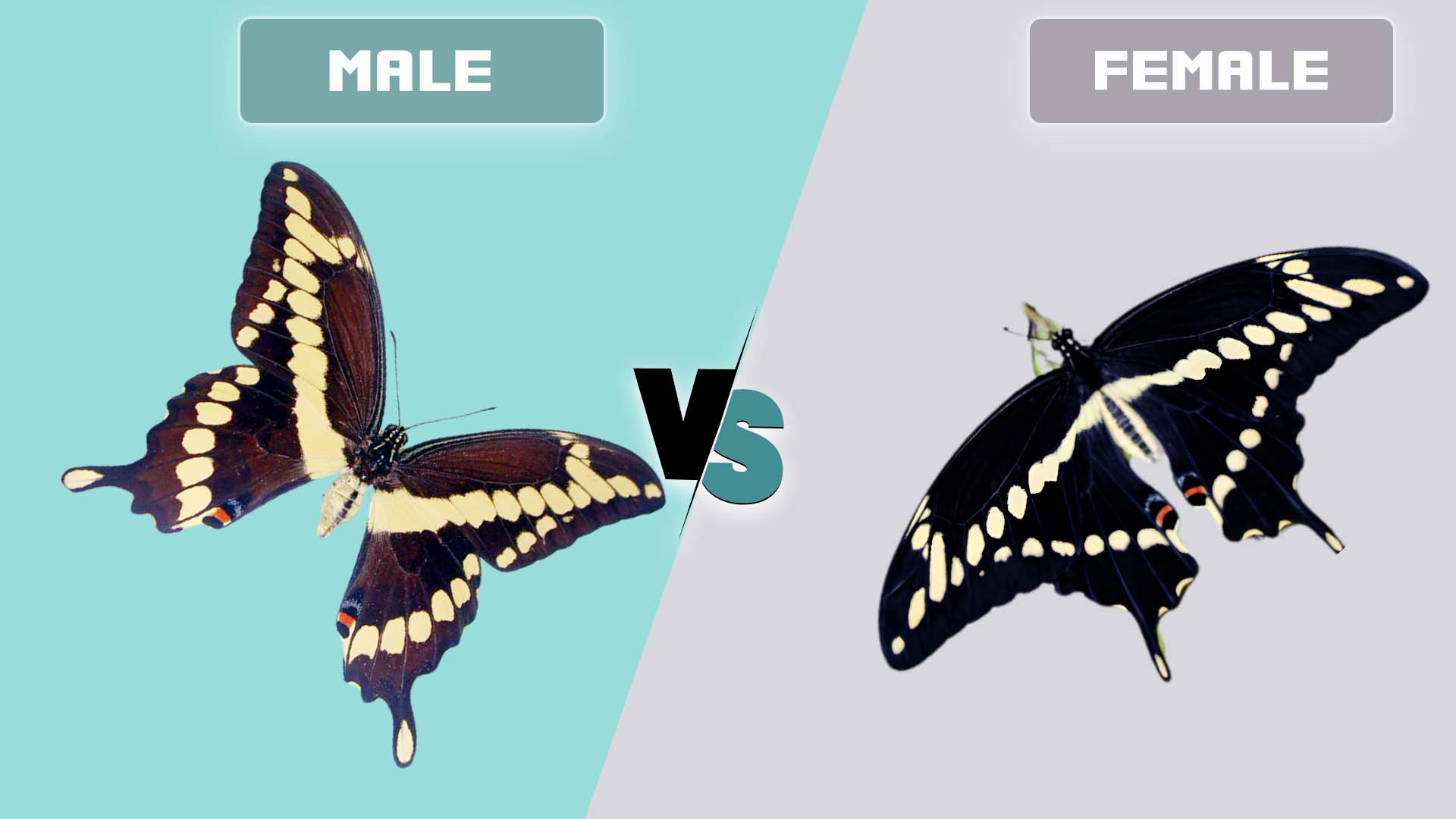 Giant Swallowtail Male vs Female: What Are Differences?