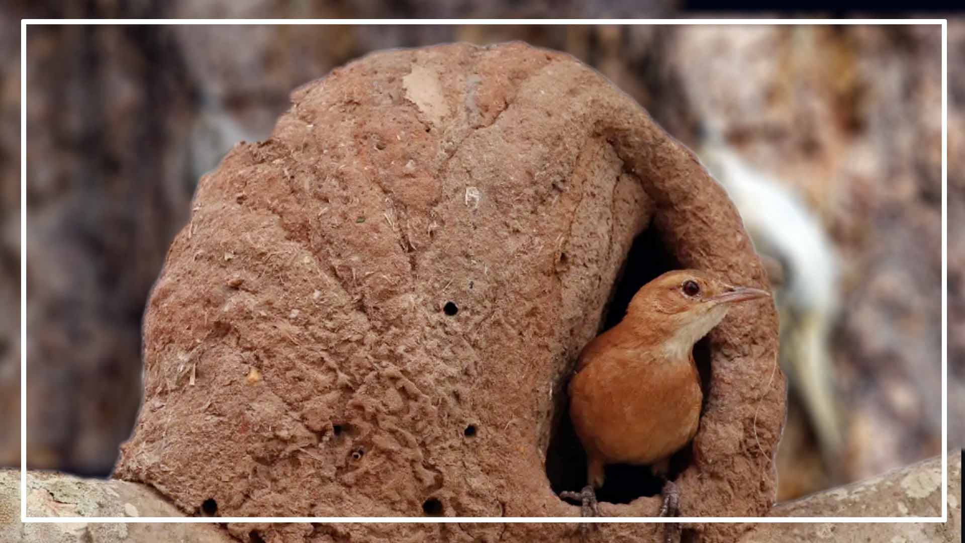 Trtopten - Sharing the Beauty of Nature