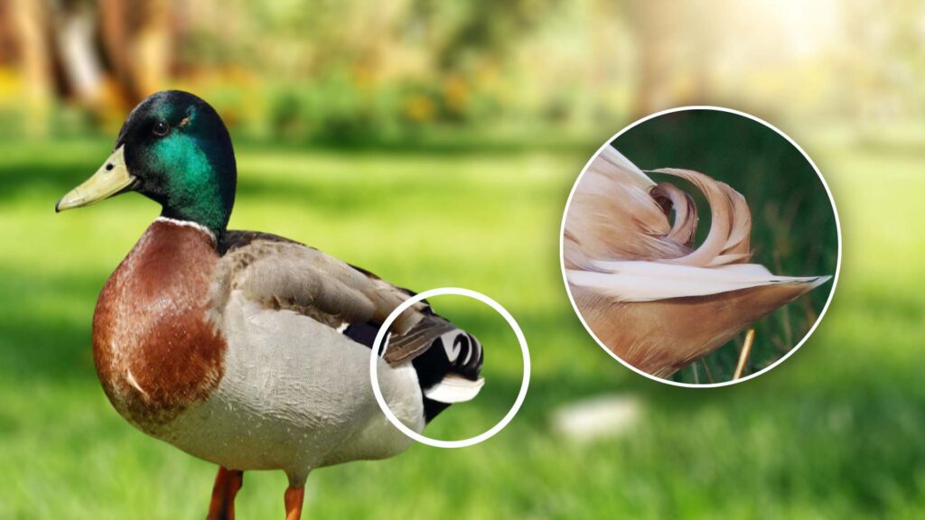 Why Does a Duck Have Tail Feathers – Trtopten