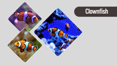 20 Common Ocean Creatures: ID with Pictures