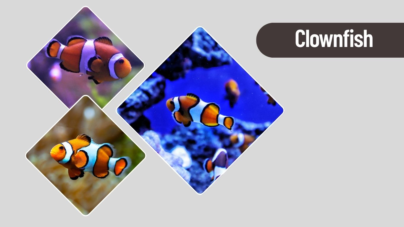 20 Common Ocean Creatures: ID with Pictures