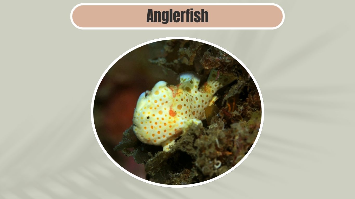 25 Sea Animals That Start With A (With Pictures)