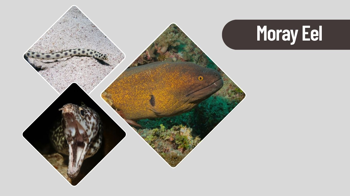 20 Common Ocean Creatures: ID with Pictures