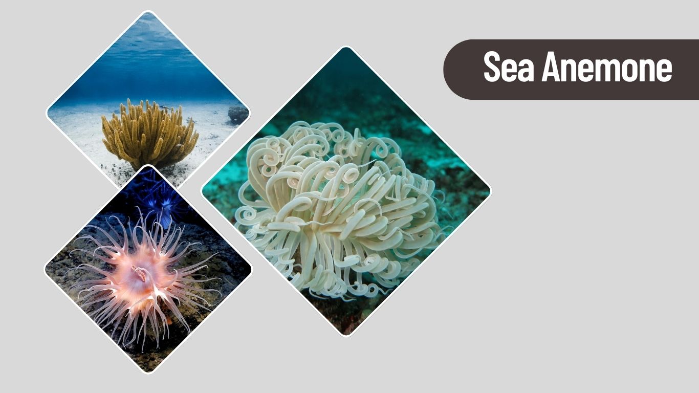 20 Common Ocean Creatures: ID with Pictures