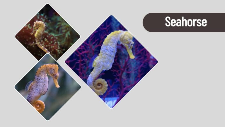 20 Common Ocean Creatures: ID with Pictures