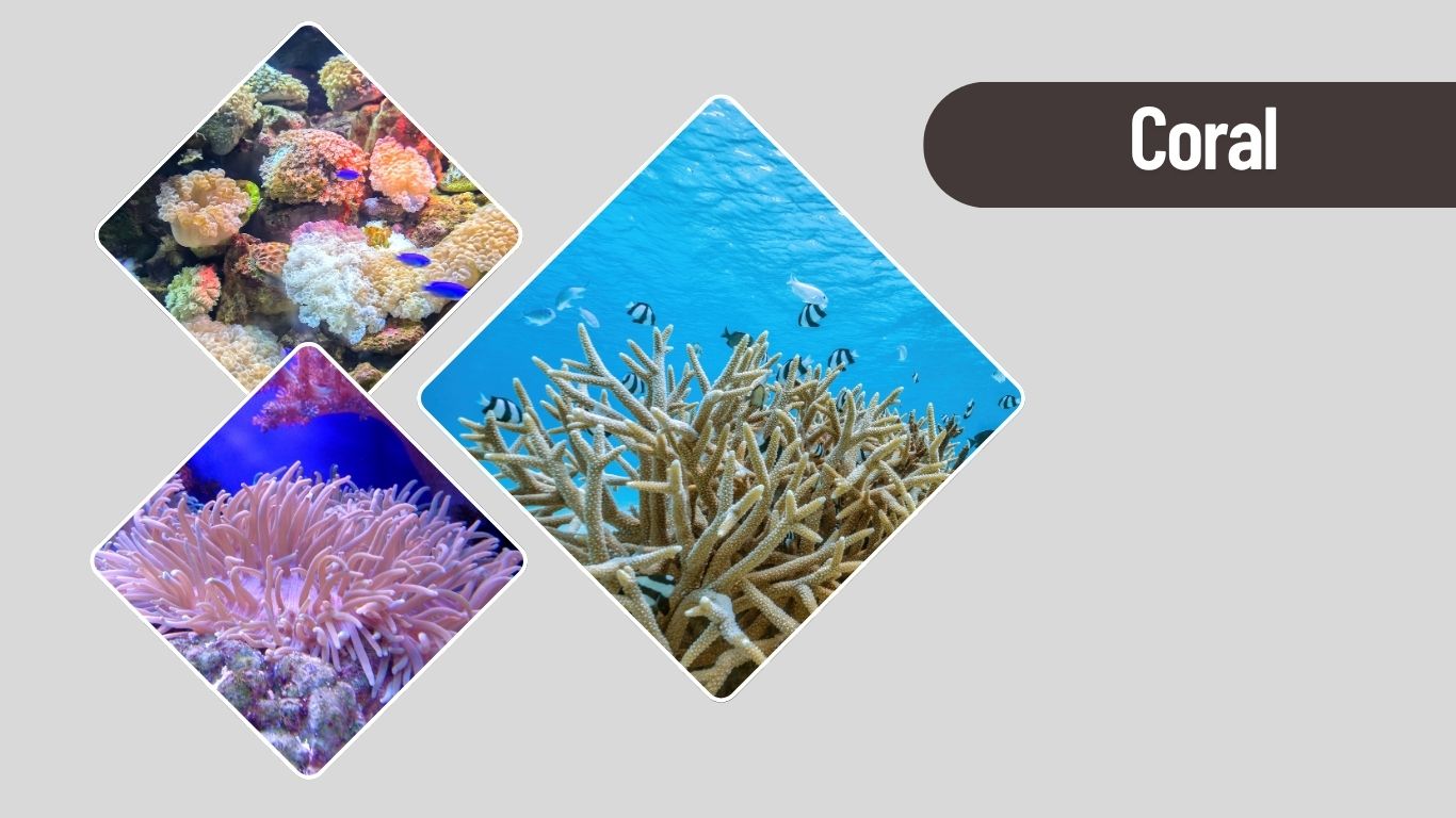 20 Common Sea Creatures You Should Know