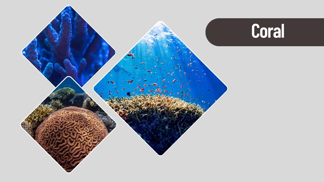 20 Common Ocean Creatures: ID with Pictures