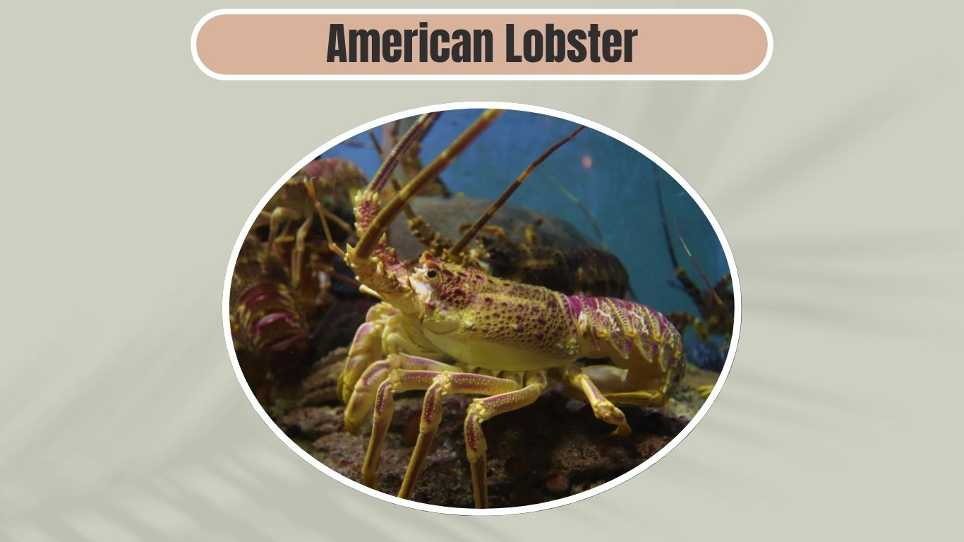 25 Sea Animals That Start With A (With Pictures)