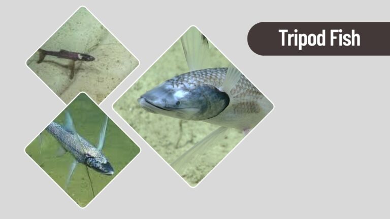 Deep Sea Animals: Facts, ID & Pictures