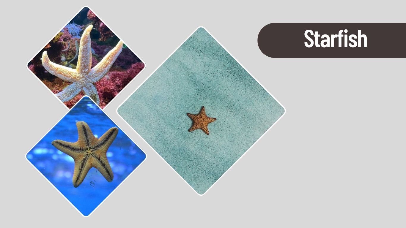 20 Common Ocean Creatures: ID with Pictures