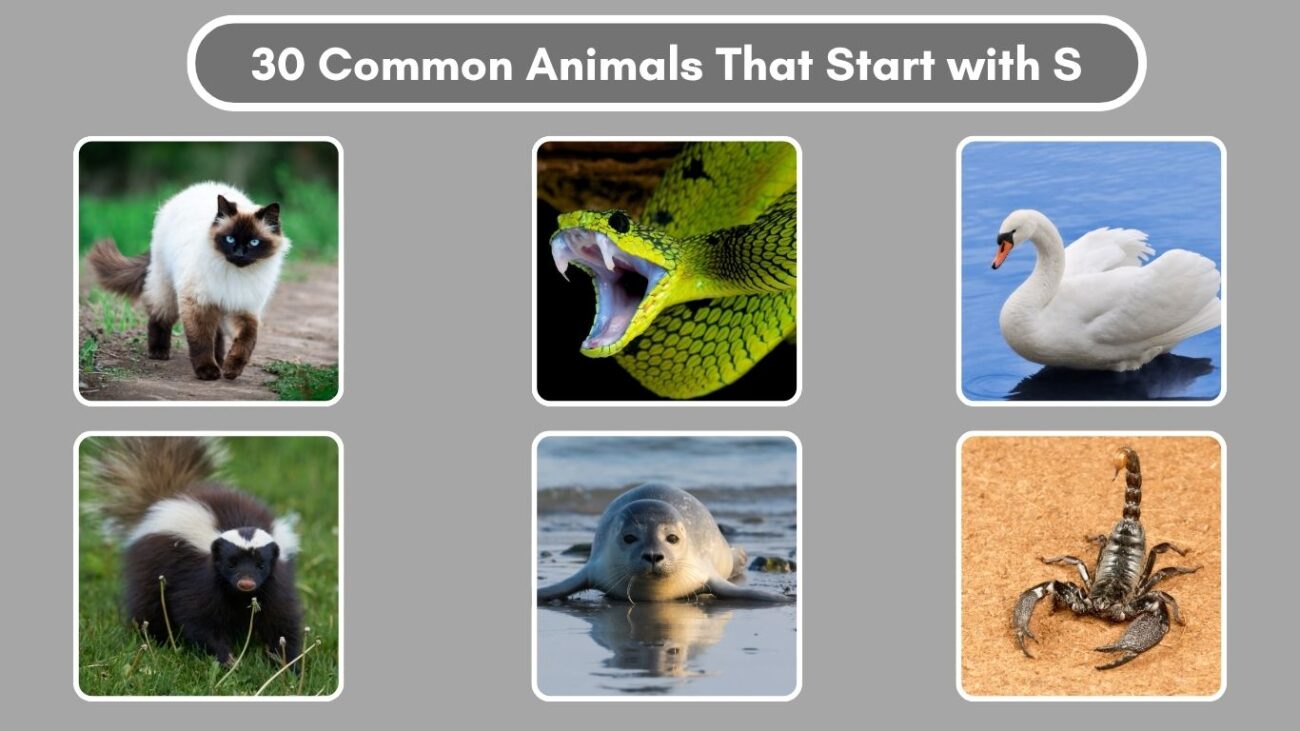 30 Animals That Start With S: Facts & Pictures