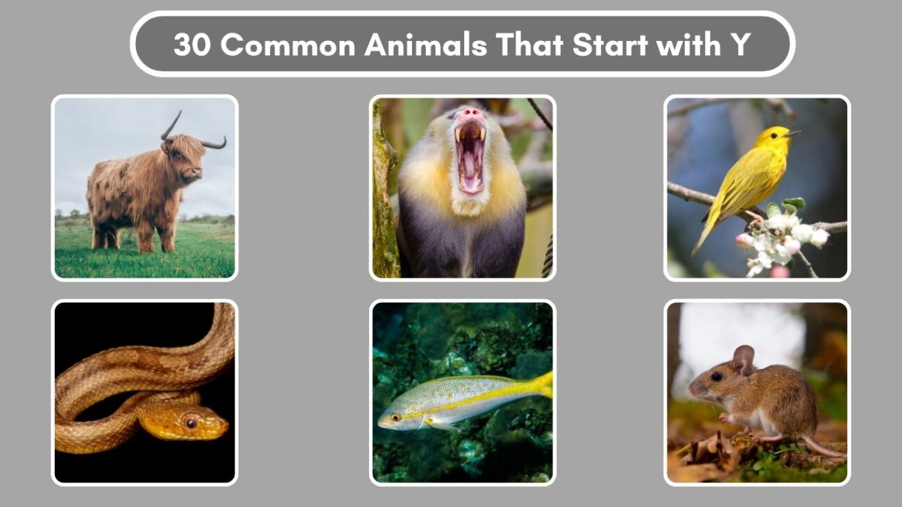 30 Animals That Start With Y (With Pictures)