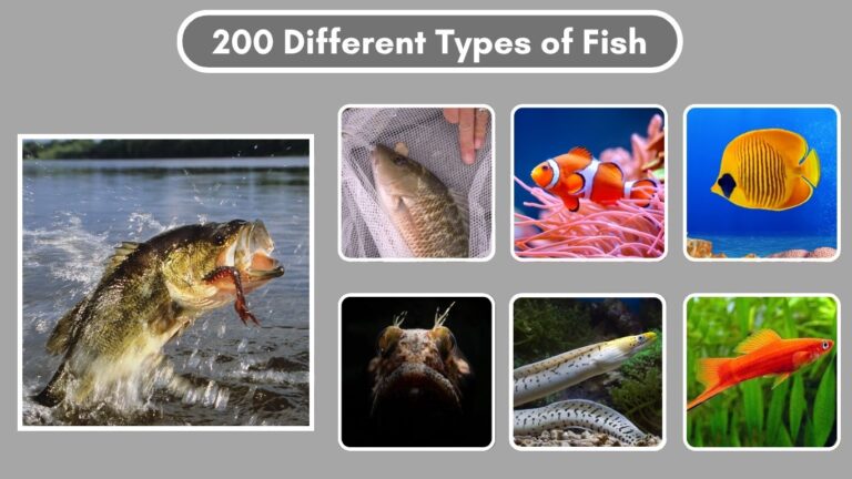200 Types of Fish: Freshwater, Saltwater & Game Species