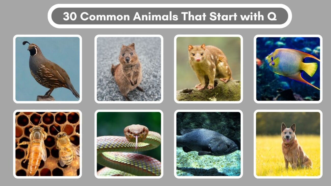 30 Animals That Start With Q: ID & Pictures