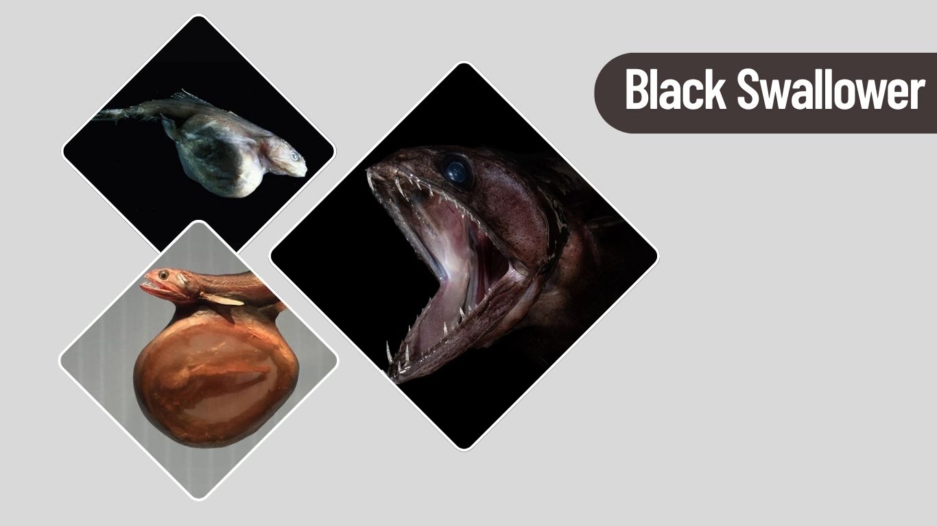 34 Deep Sea Fish: Glowing Predators & Fang-Toothed Beasts