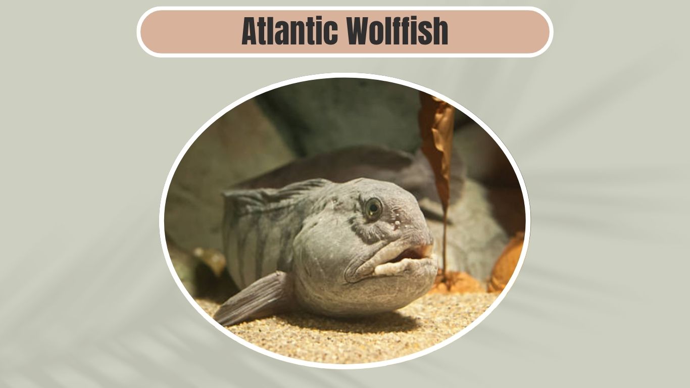 25 Sea Animals That Start With A (With Pictures)