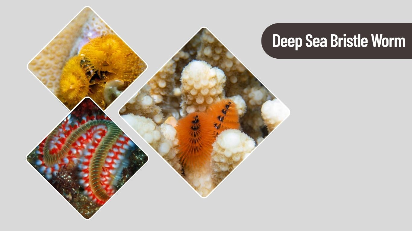 Deep Sea Animals: Facts, ID & Pictures