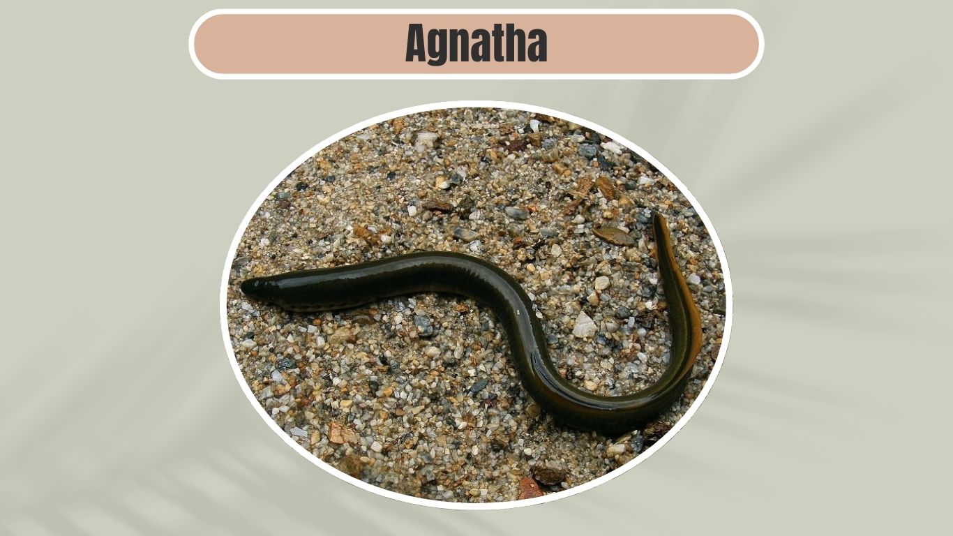 25 Sea Animals That Start With A: Identification With Pictures