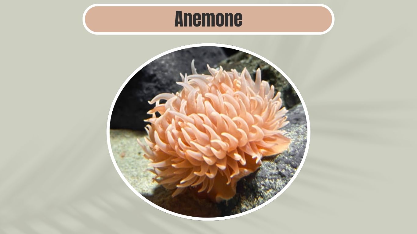 25 Sea Animals That Start With A (With Pictures)