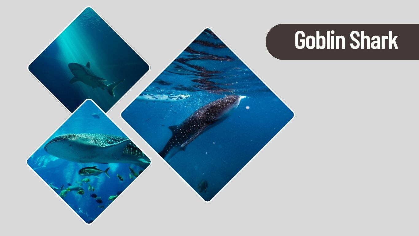 Deep Sea Animals: Facts, ID & Pictures