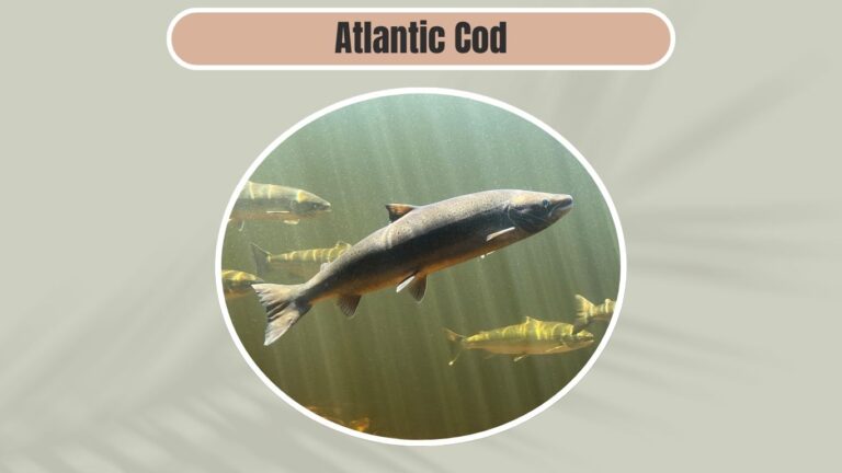 25 Sea Animals That Start With A (With Pictures)