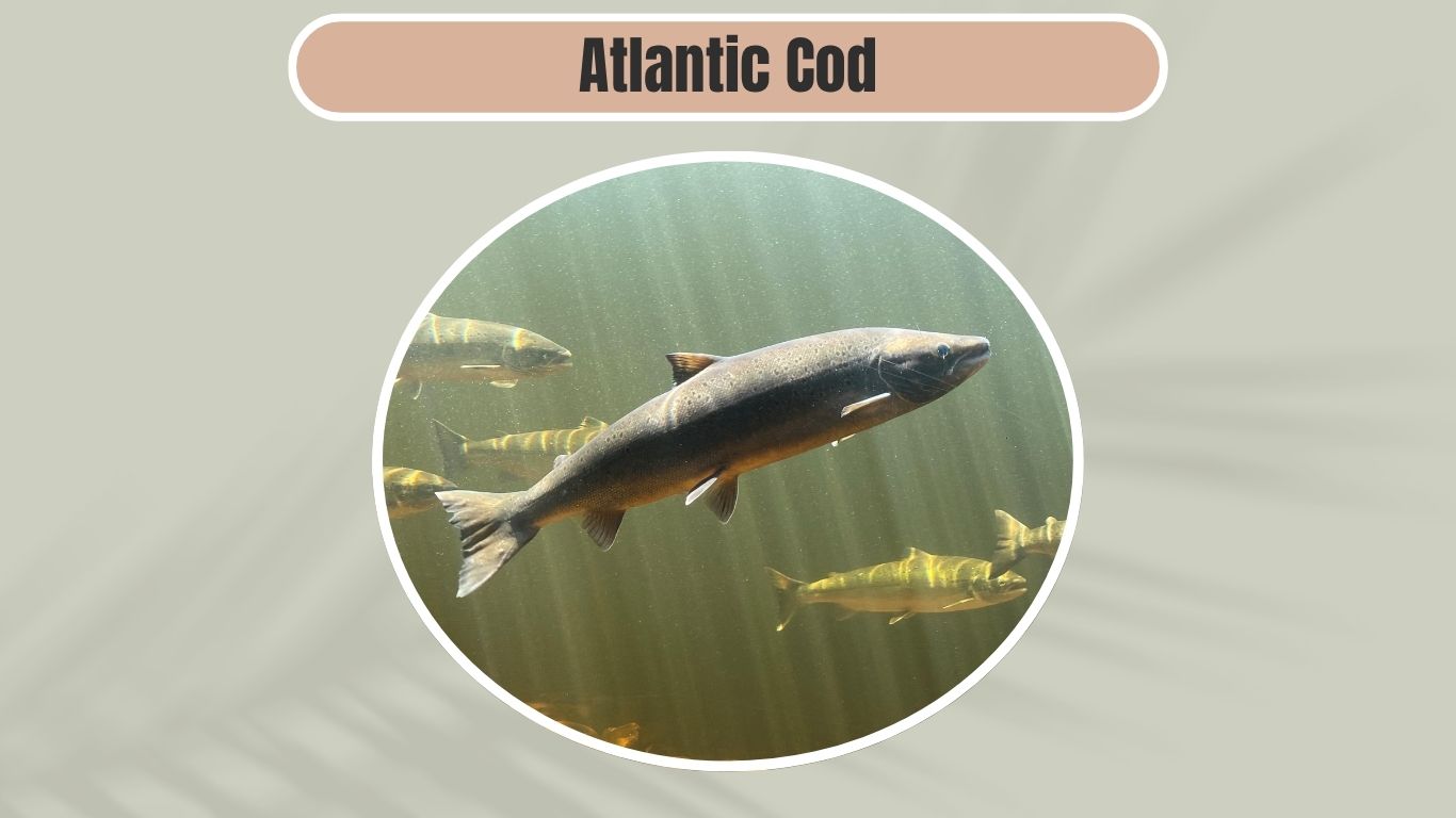 25 Sea Animals That Start With A (With Pictures)