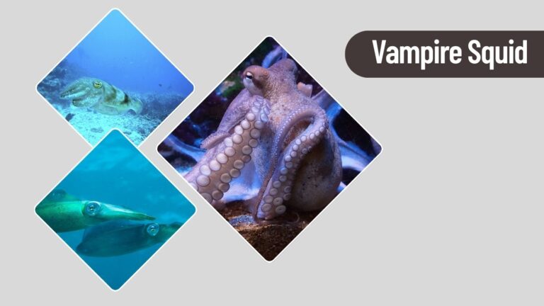 Deep Sea Animals: Facts, ID & Pictures