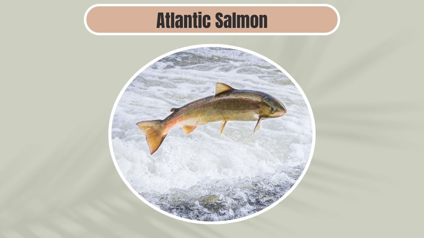 25 Sea Animals That Start With A (With Pictures)