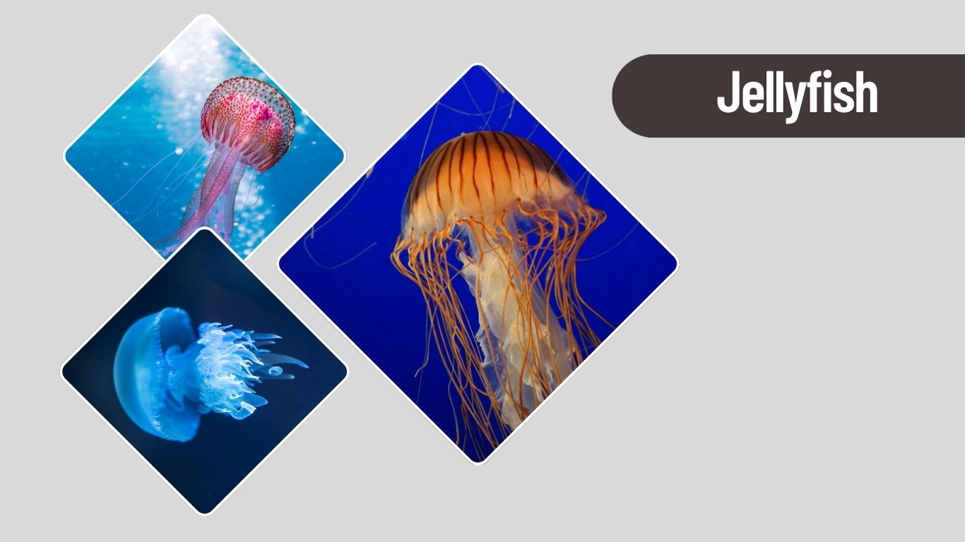 20 Common Ocean Creatures: ID with Pictures