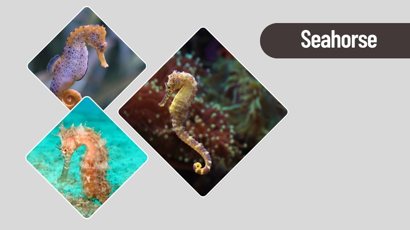 23 Cute Sea Animals: Names & Identification Guide