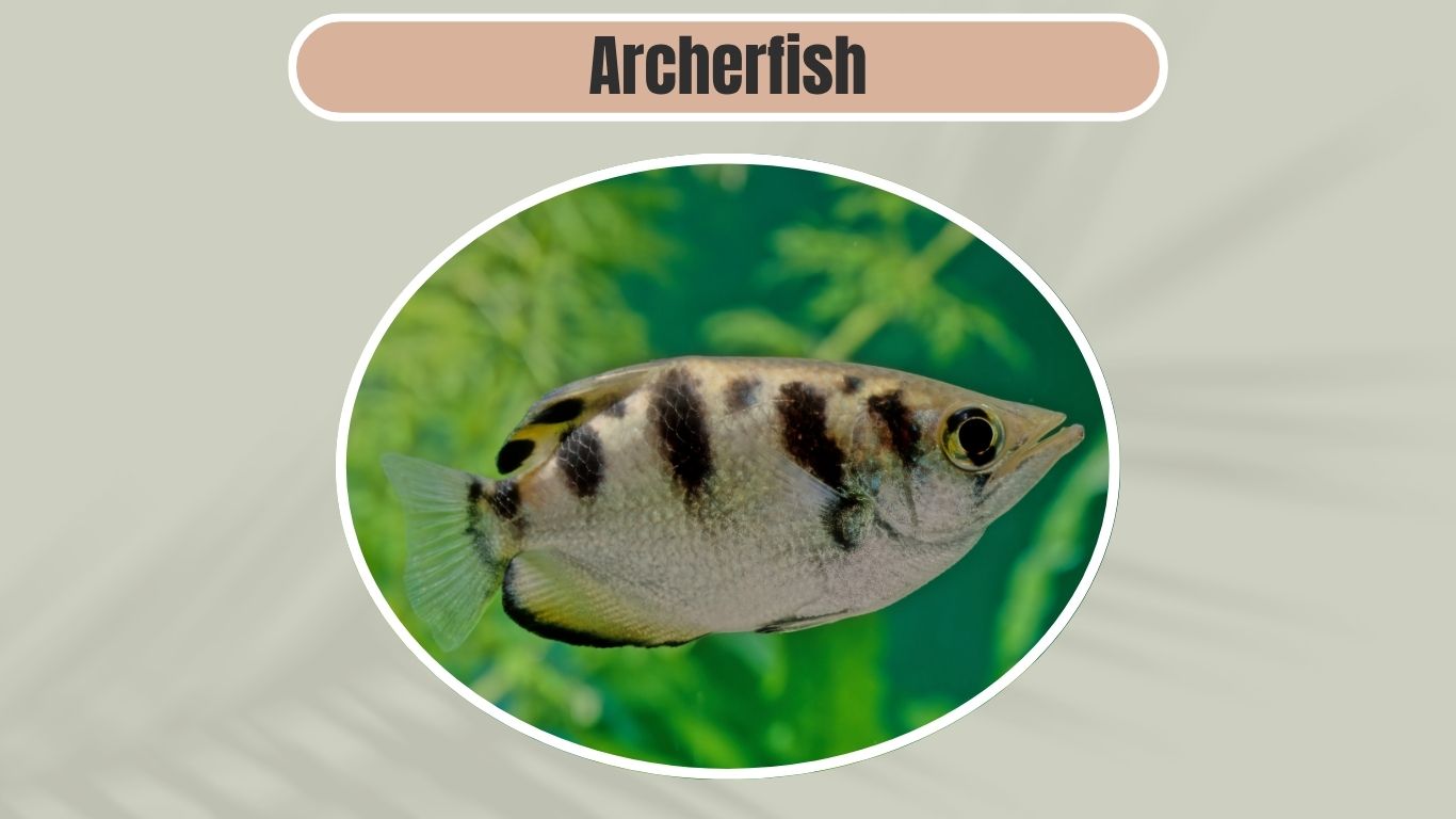 25 Sea Animals That Start With A (With Pictures)