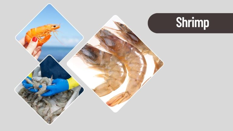 20 Common Ocean Creatures: ID with Pictures