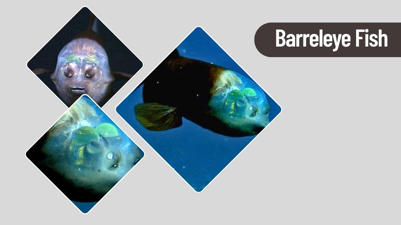 Deep Sea Animals: Facts, ID & Pictures
