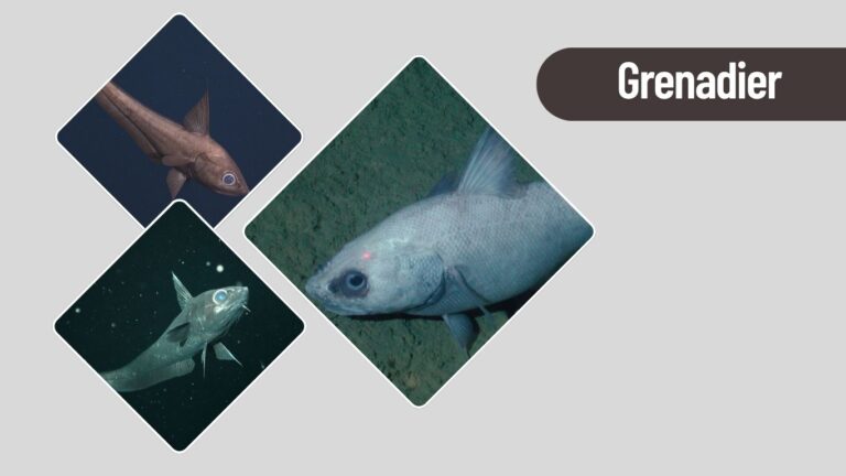 34 Deep Sea Fish: Glowing Predators & Fang-Toothed Beasts