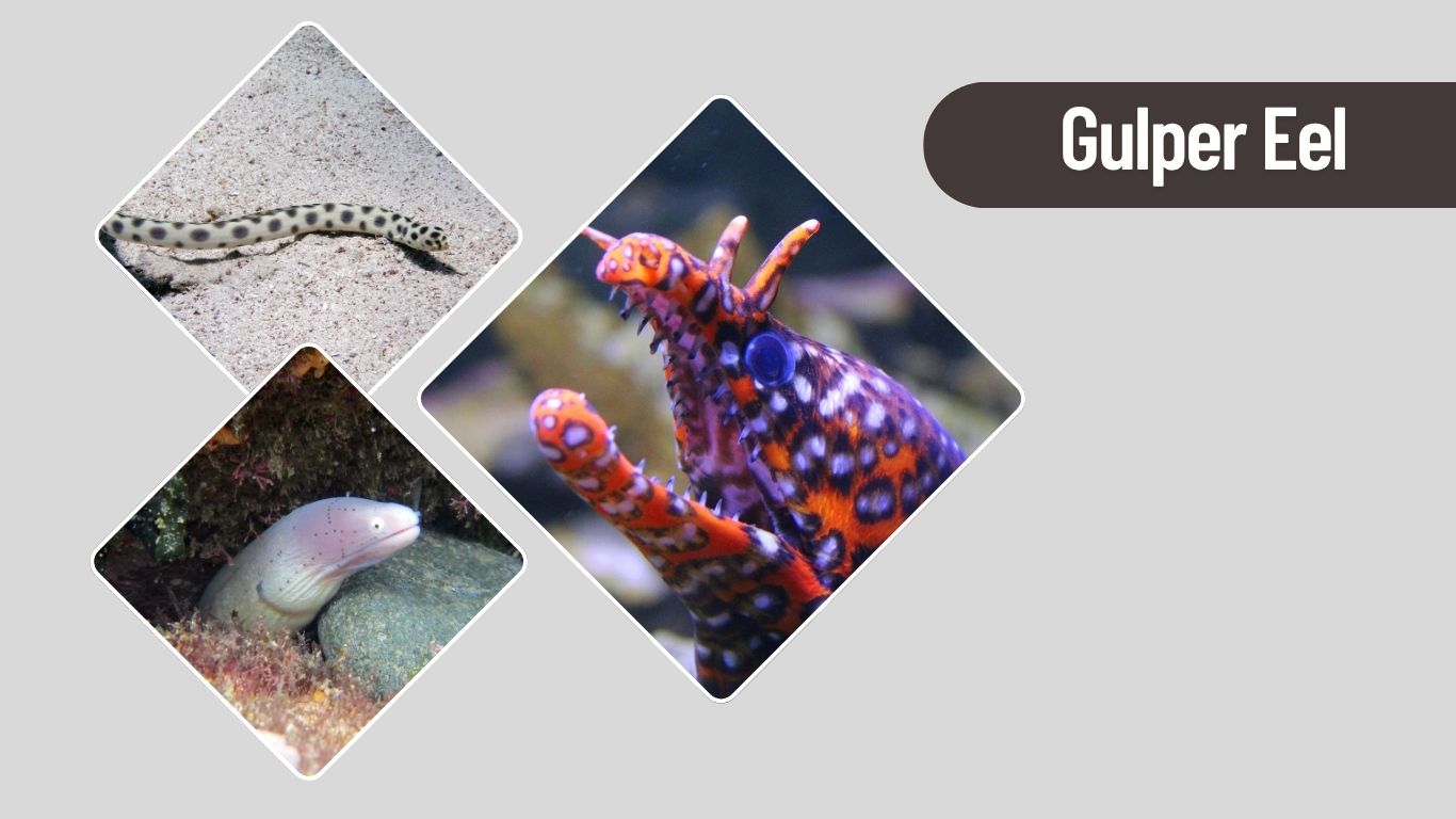 Deep Sea Animals: Facts, ID & Pictures