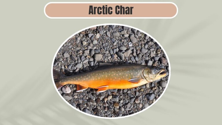 25 Sea Animals That Start With A (With Pictures)