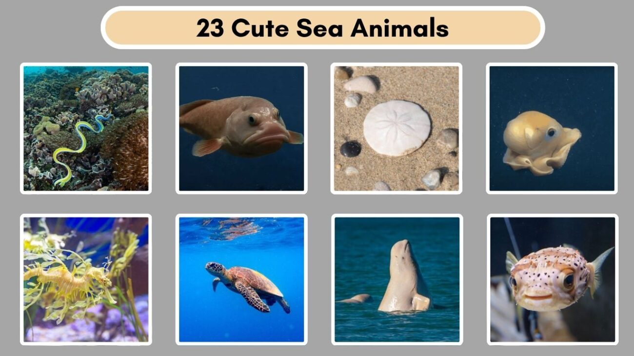23 Cute Sea Animals: Names & Identification Guide