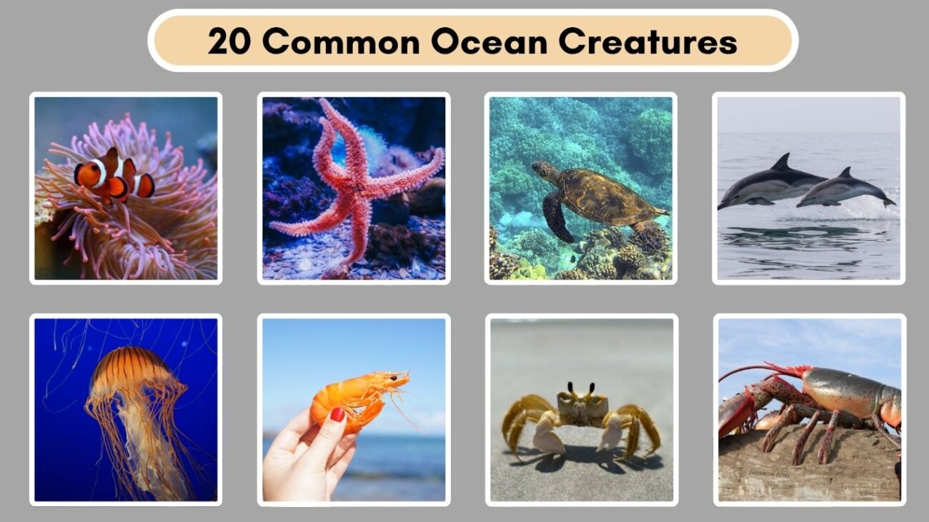 20 Common Ocean Creatures: ID with Pictures