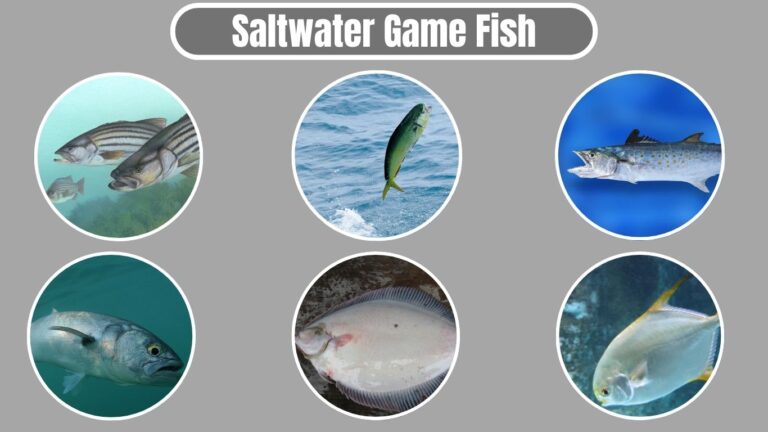 200 Types of Fish: Freshwater, Saltwater & Game Species