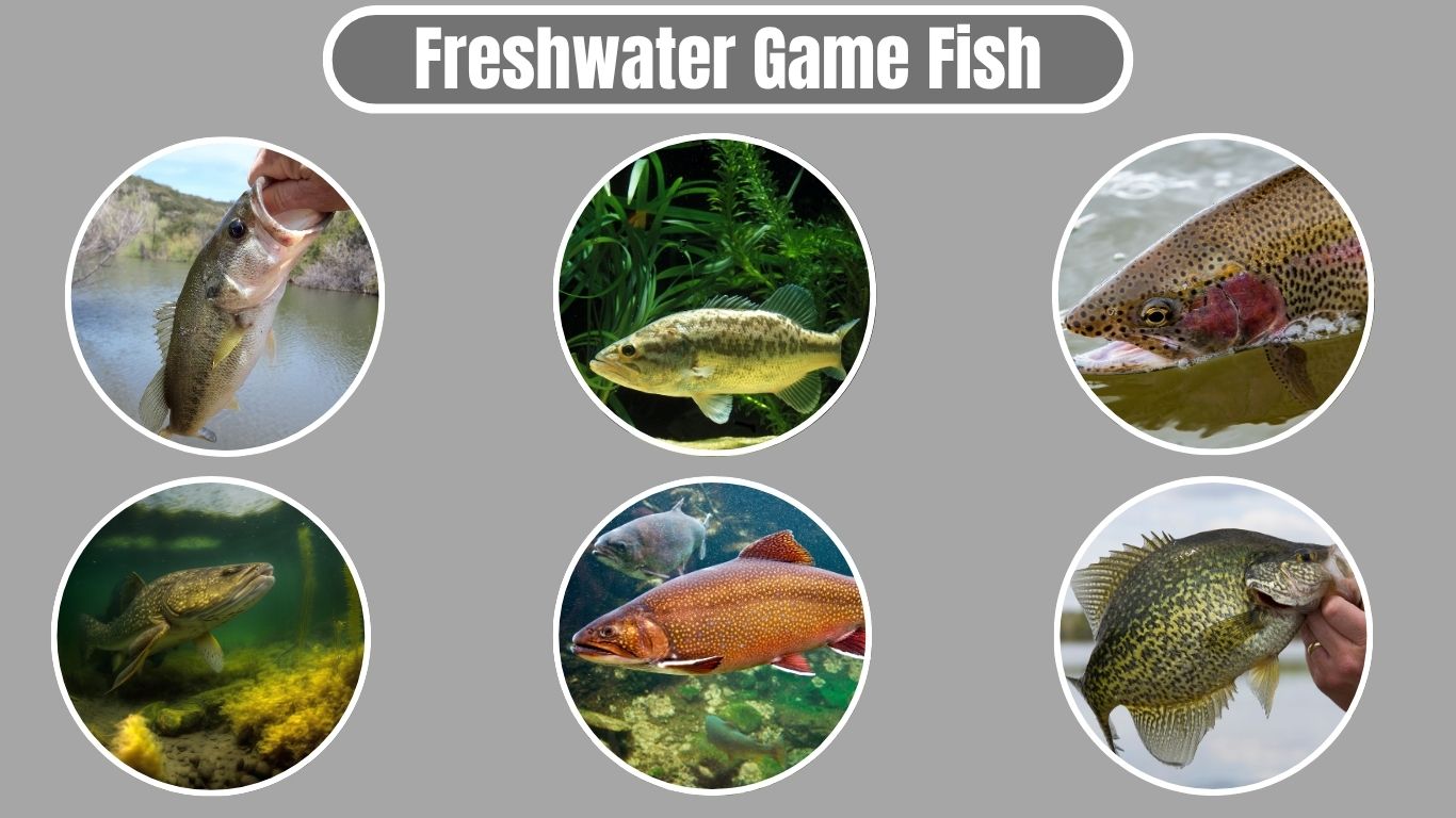 200 Types of Fish: Freshwater, Saltwater & Game Species