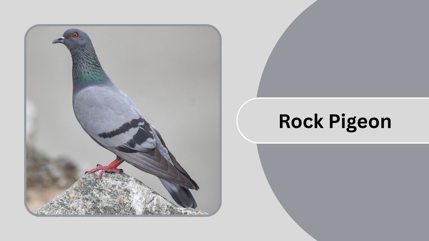 27 Types Of Pigeon: Identification With Pictures