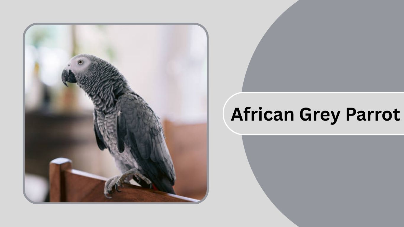 27 Types of Parrot: Identification & Pictures