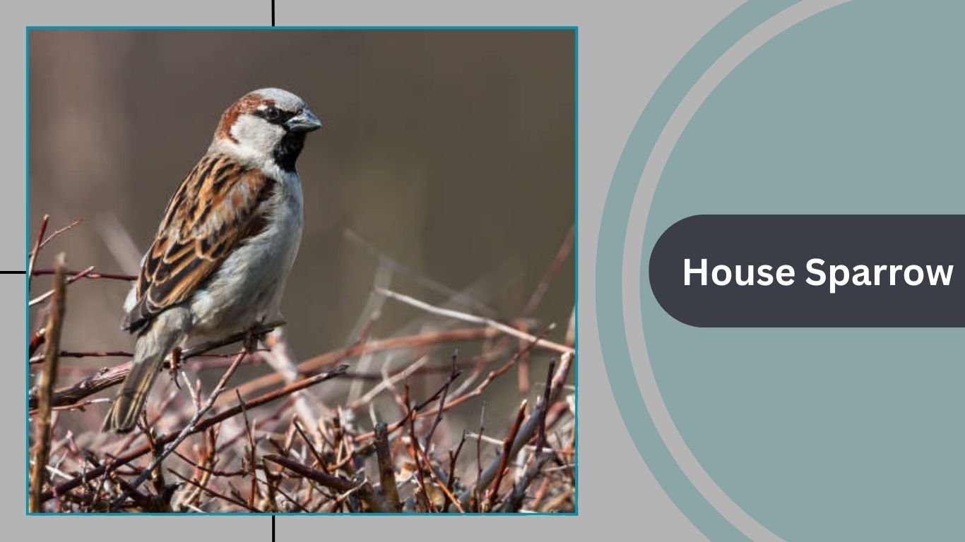 25 Types of Small Brown Birds: ID Guide