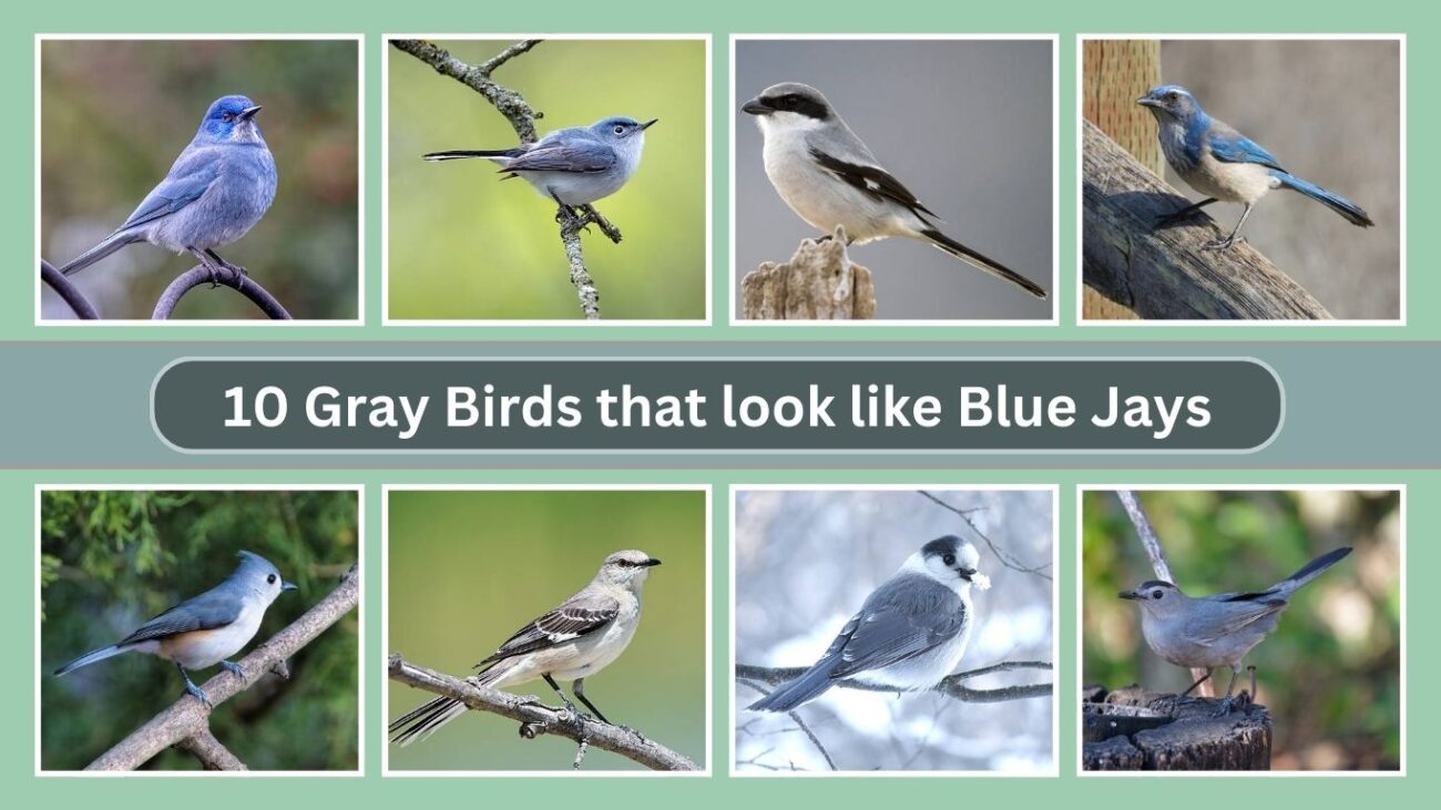 10 Gray Birds That Look Like Blue Jays (ID Guide)
