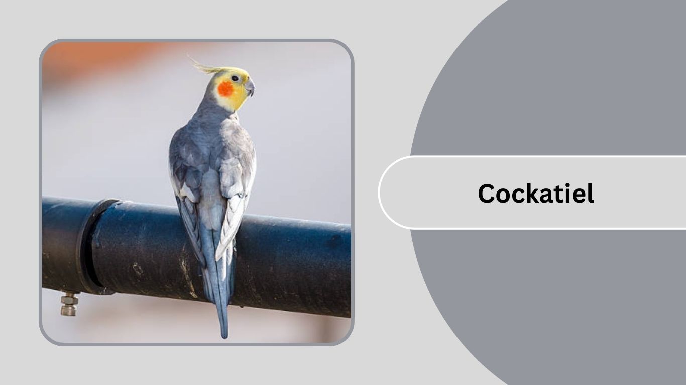 27 Types of Parrot: Identification & Pictures