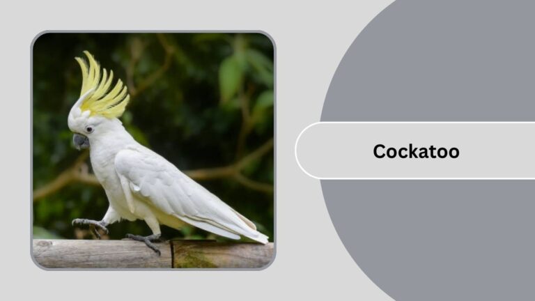27 Types of Parrot: Identification & Pictures