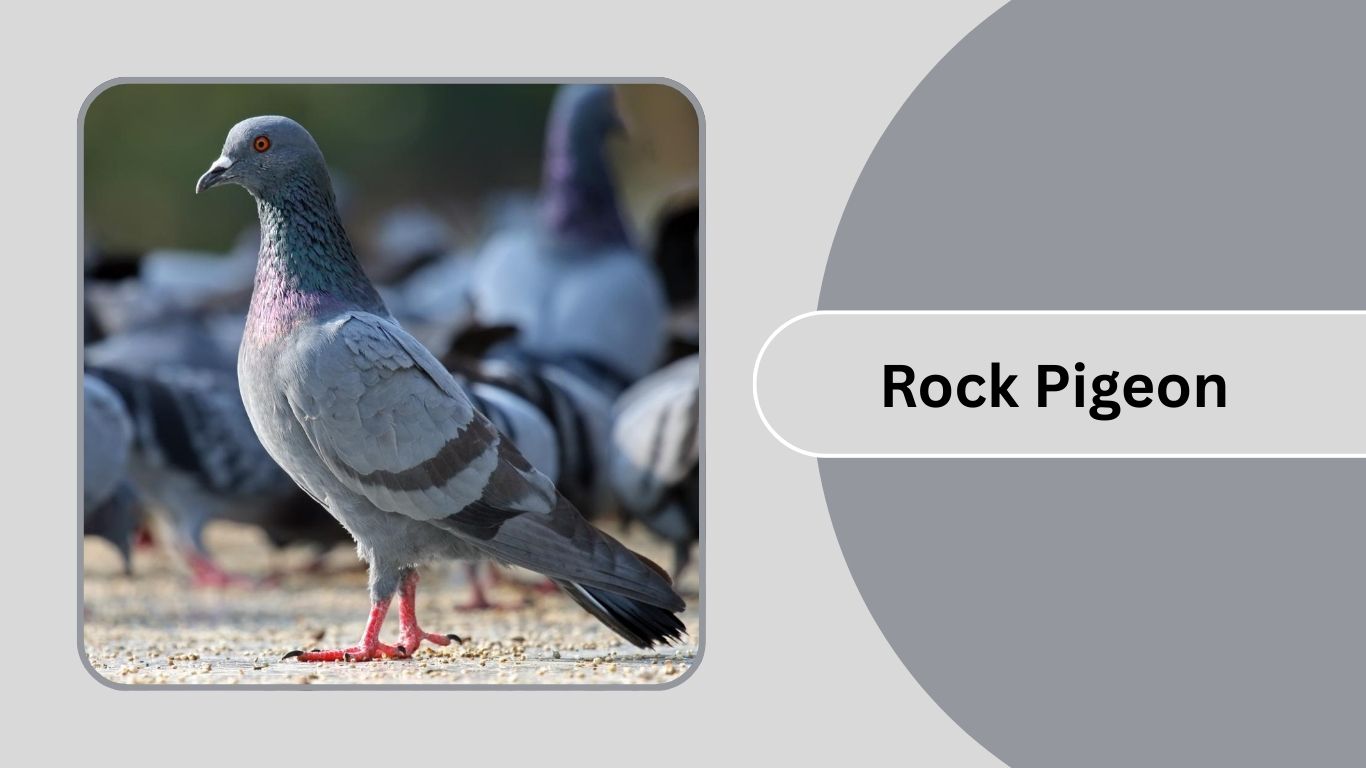 27 types of Pigeon: identification with Pictures
