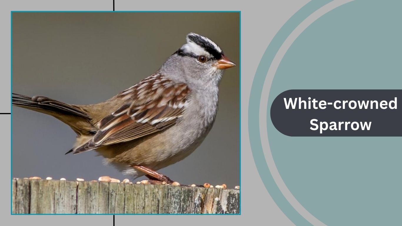 25 Types of Small Brown Birds: ID Guide
