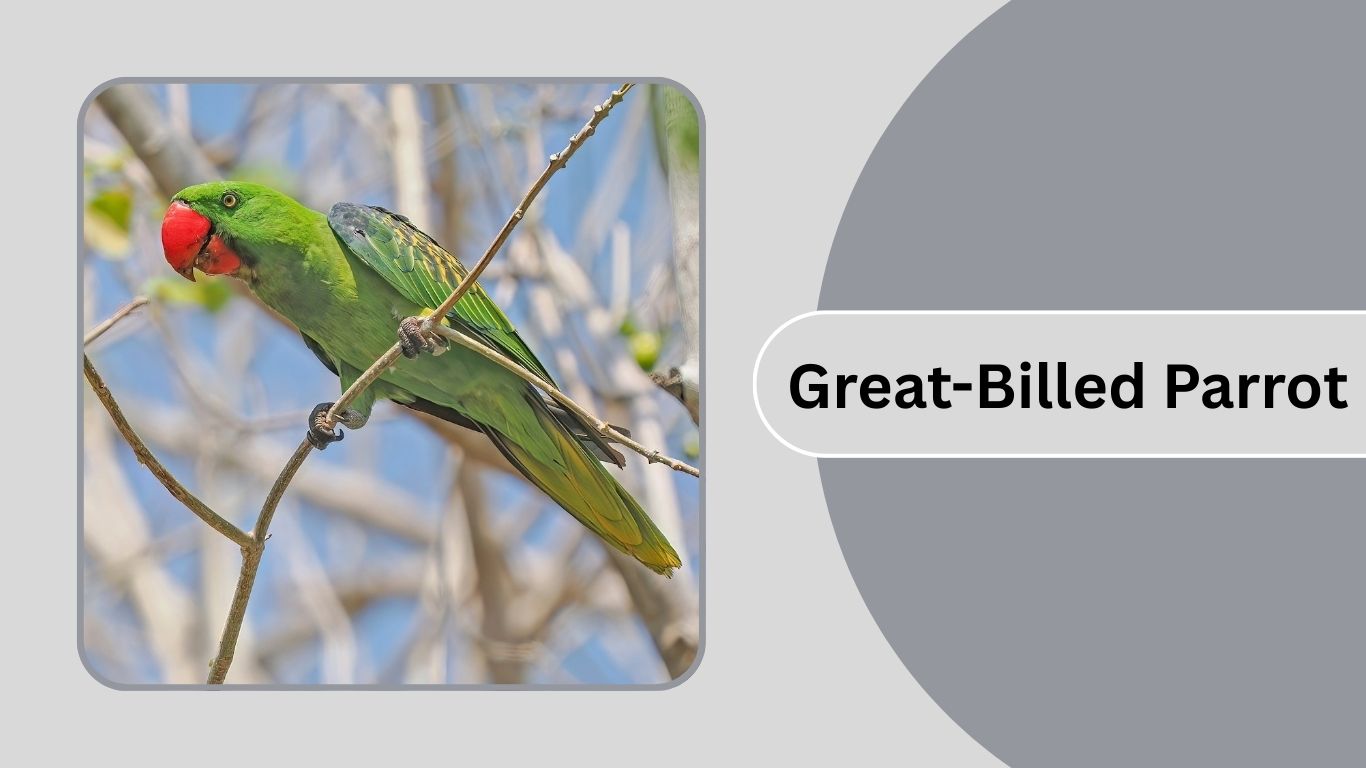 27 Types of Parrot: identification with Pictures