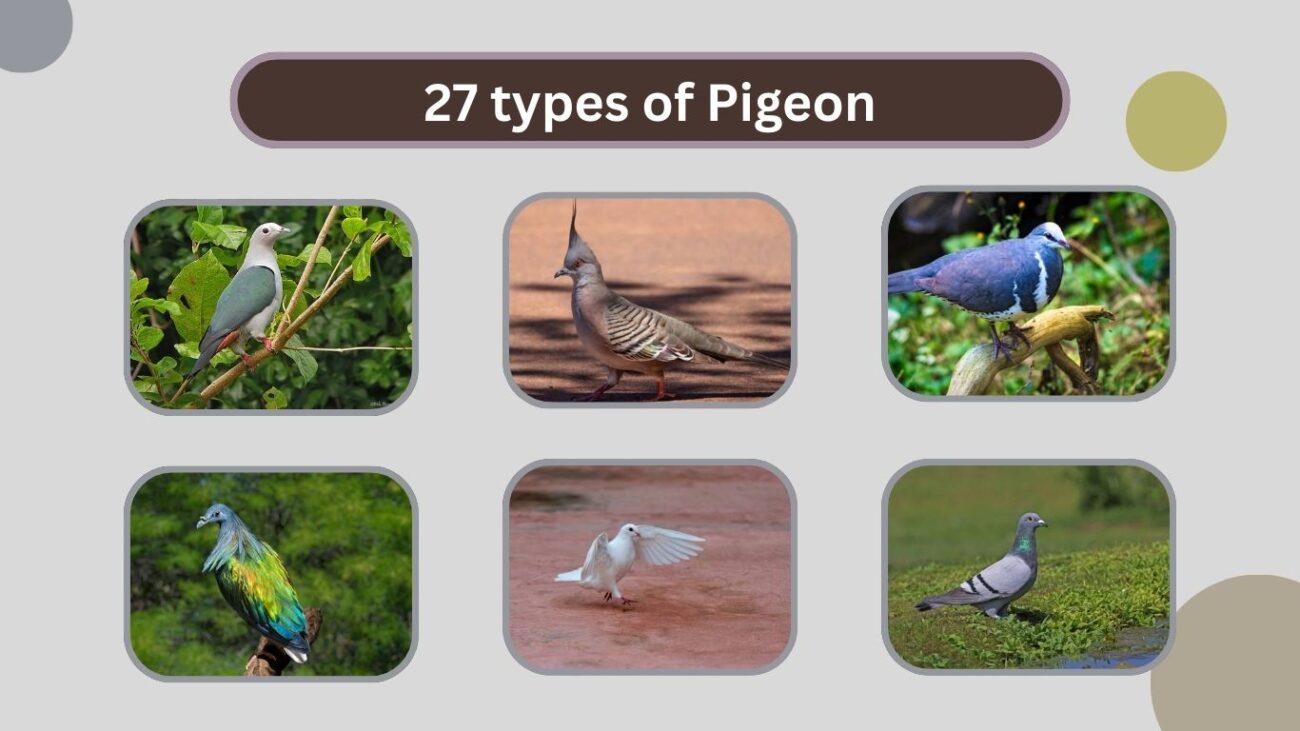27 Types Of Pigeon: Identification With Pictures